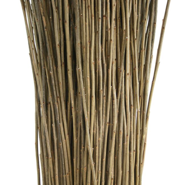 Black Maul willow | Musgrove Willows in Somerset