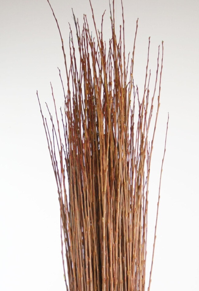 Types of willow | A guide to basketry willow | Musgrove Willows