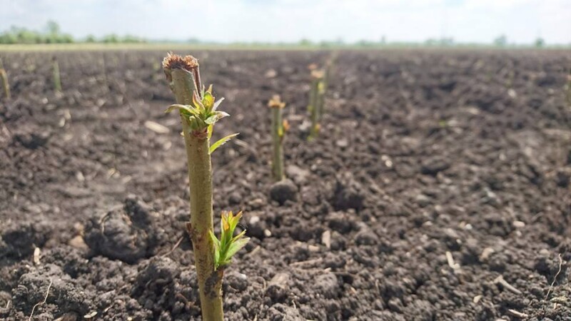 When to Plant Willow Cuttings – Guide & Best Planting Times | Musgrove ...
