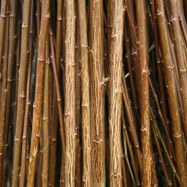 Choose the right willow for the job | Musgrove Willows