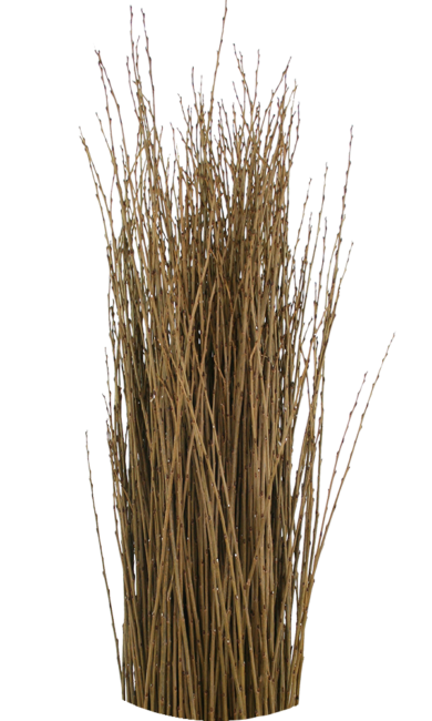 Black Maul willow | Musgrove Willows in Somerset