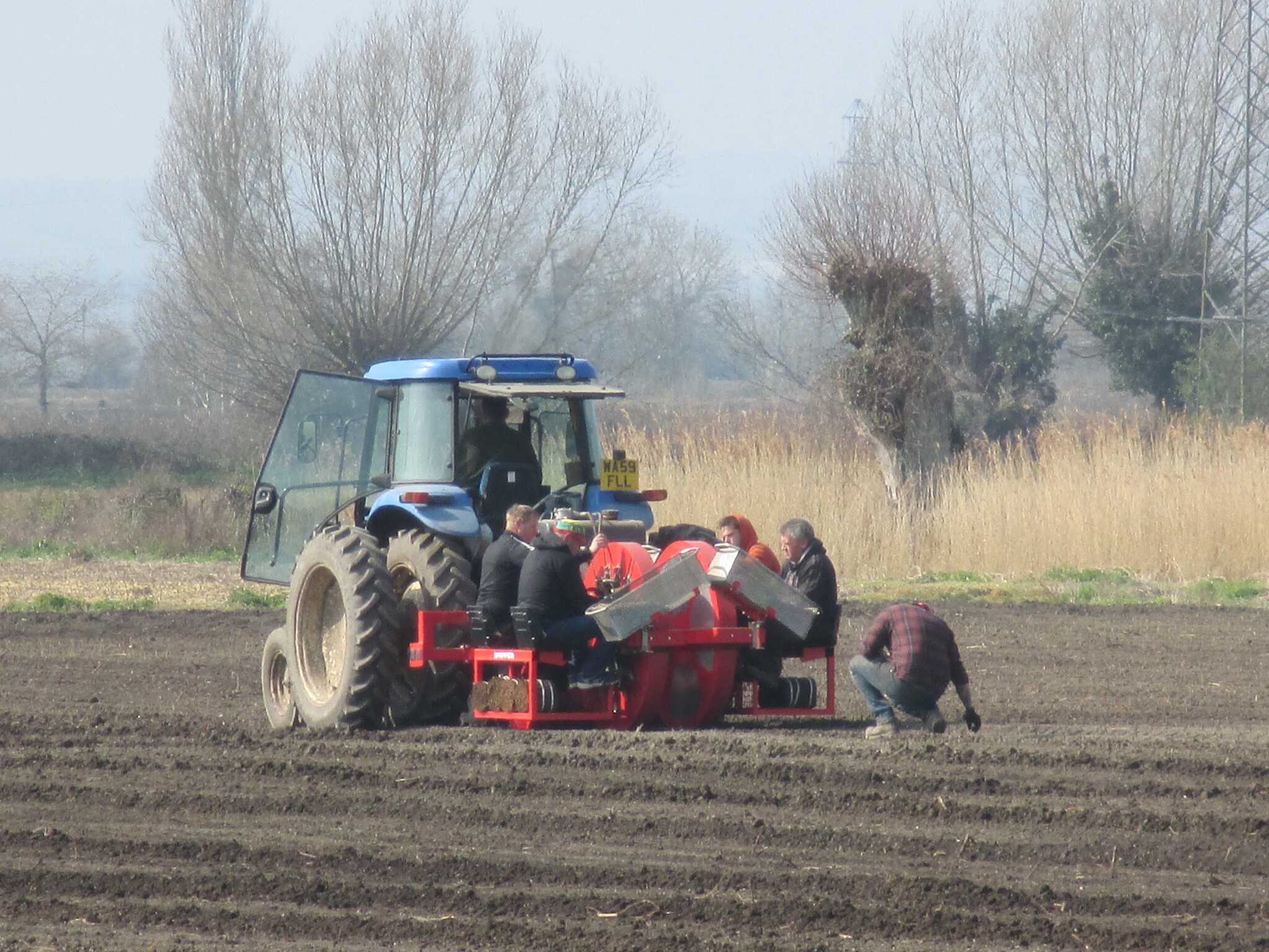 Planting Willow Cuttings Musgrove Willows In Somerset planting-willow-cuttings-musgrove-willows-in-somerset