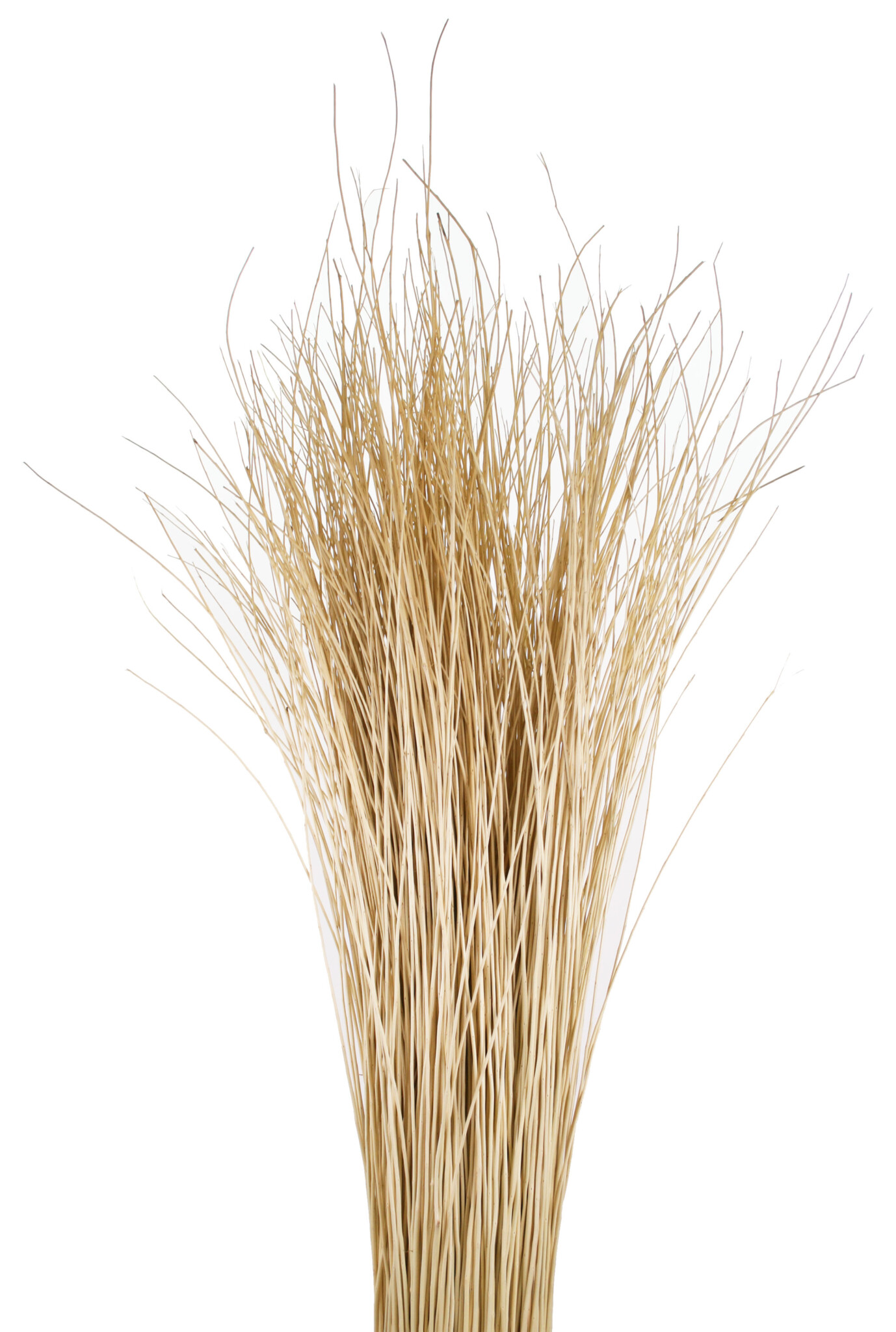 How to create white willow | Musgrove Willows