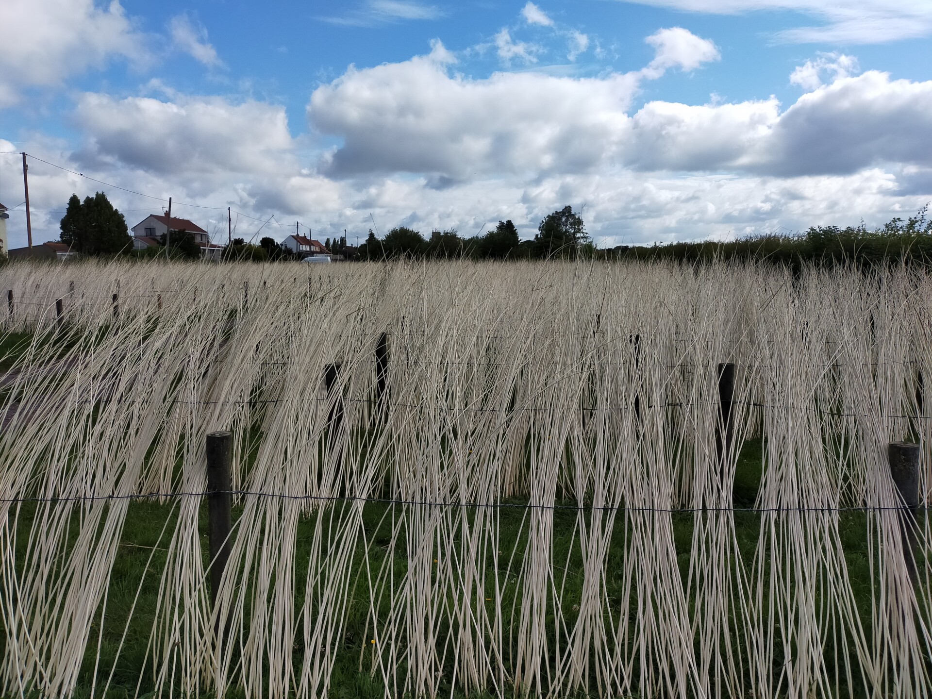 How to create white willow | Musgrove Willows