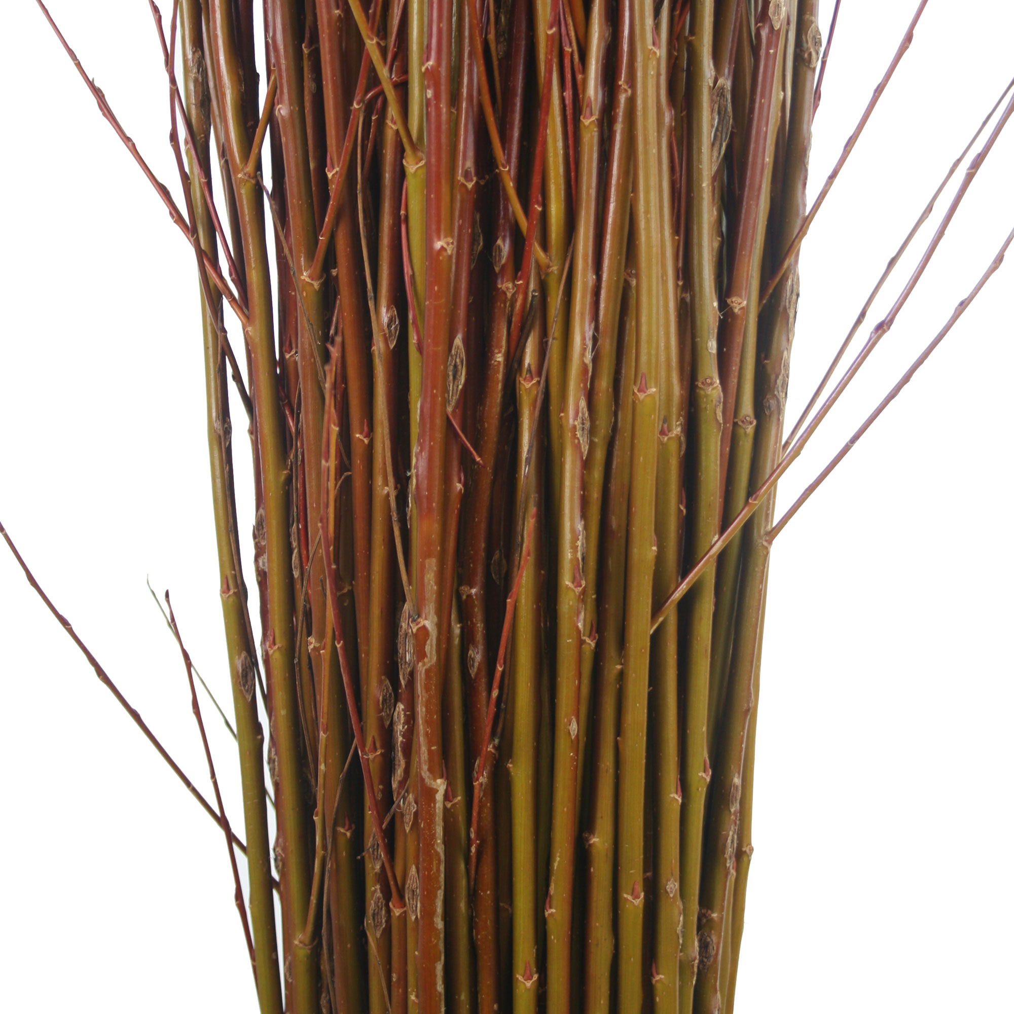 Discounted Flanders Red fresh cut willow | Musgrove Willows