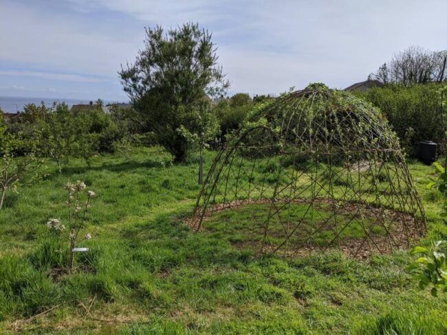 How to Make Living Willow Structures – Complete Guide | Musgrove Willows