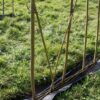 How to make a living willow tunnel | Musgrove Willows