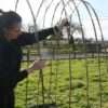 How to make a living willow tunnel | Musgrove Willows