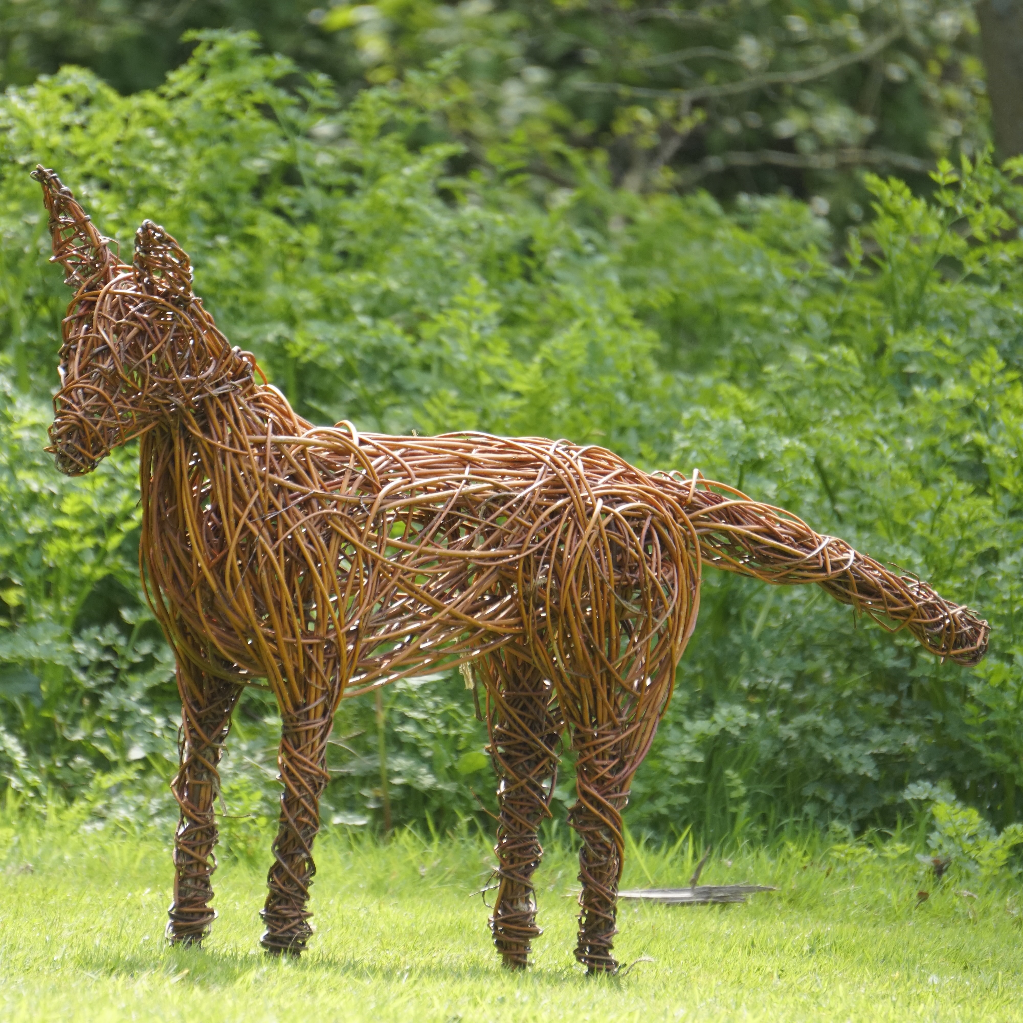 Willow Fox - Musgrove Willows